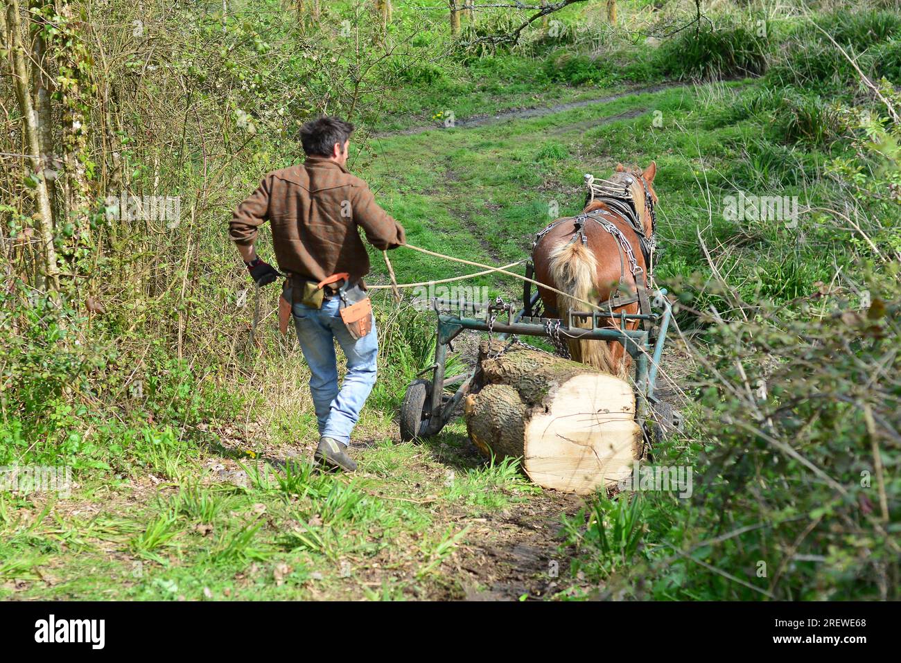 Heavy horse extracting timber from woodland. Dorset, UK Stock Photo - Alamy