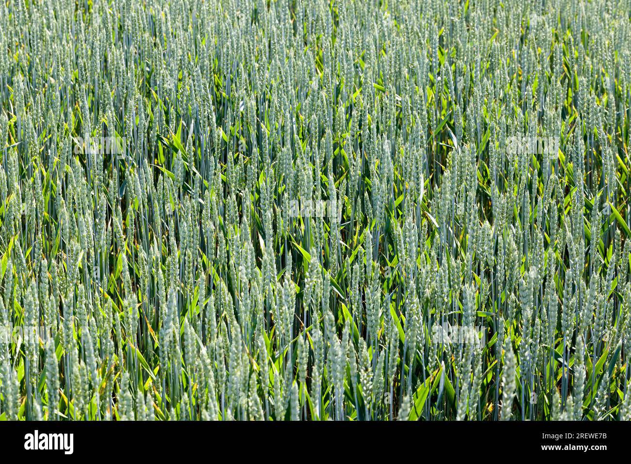 agricultural field where green wheat has grown, farming for grain ...