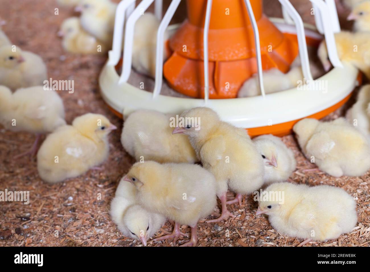 Real Genetically Modified Chicken