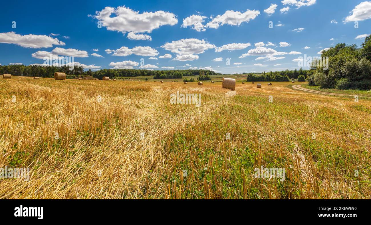 agricultural field where wheat straw is collected in stacks for use in ...