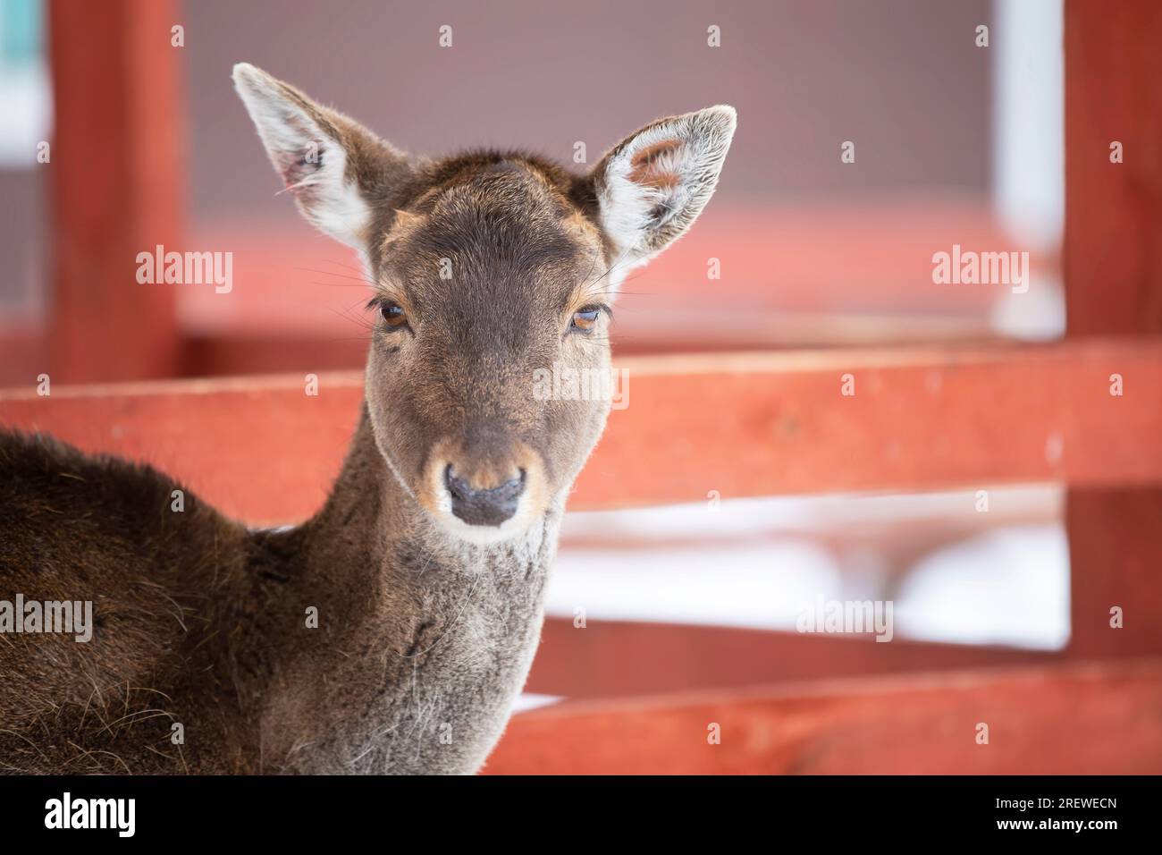 Close-up muzzle of a European deer cub without antlers Stock Photo - Alamy