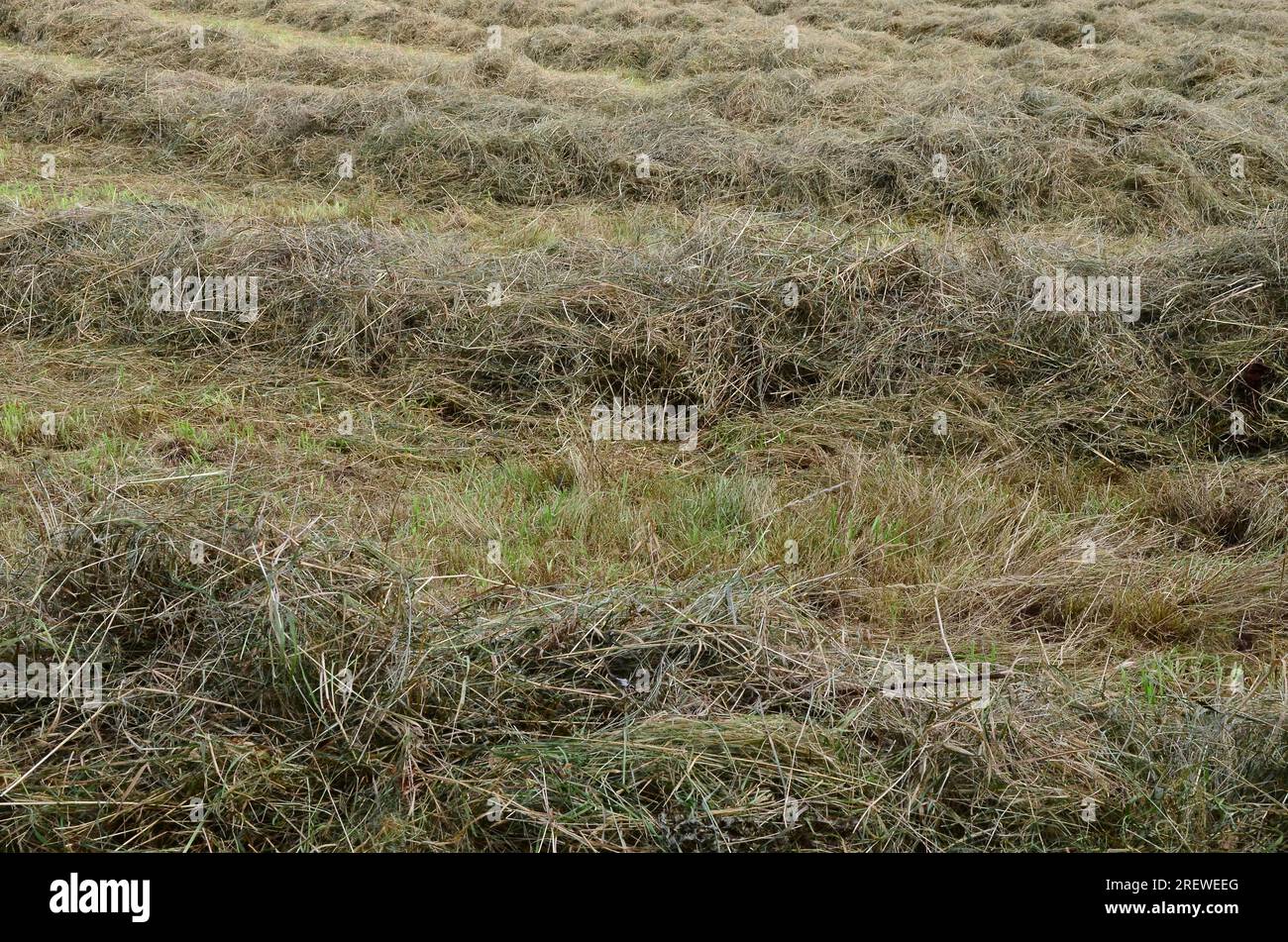Cut hay ready for baling in West Dorset, August Stock Photo - Alamy