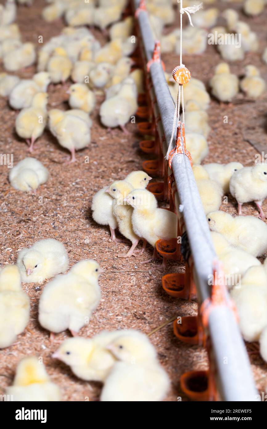 genetically enhanced white chicken chicks at a poultry farm where ...