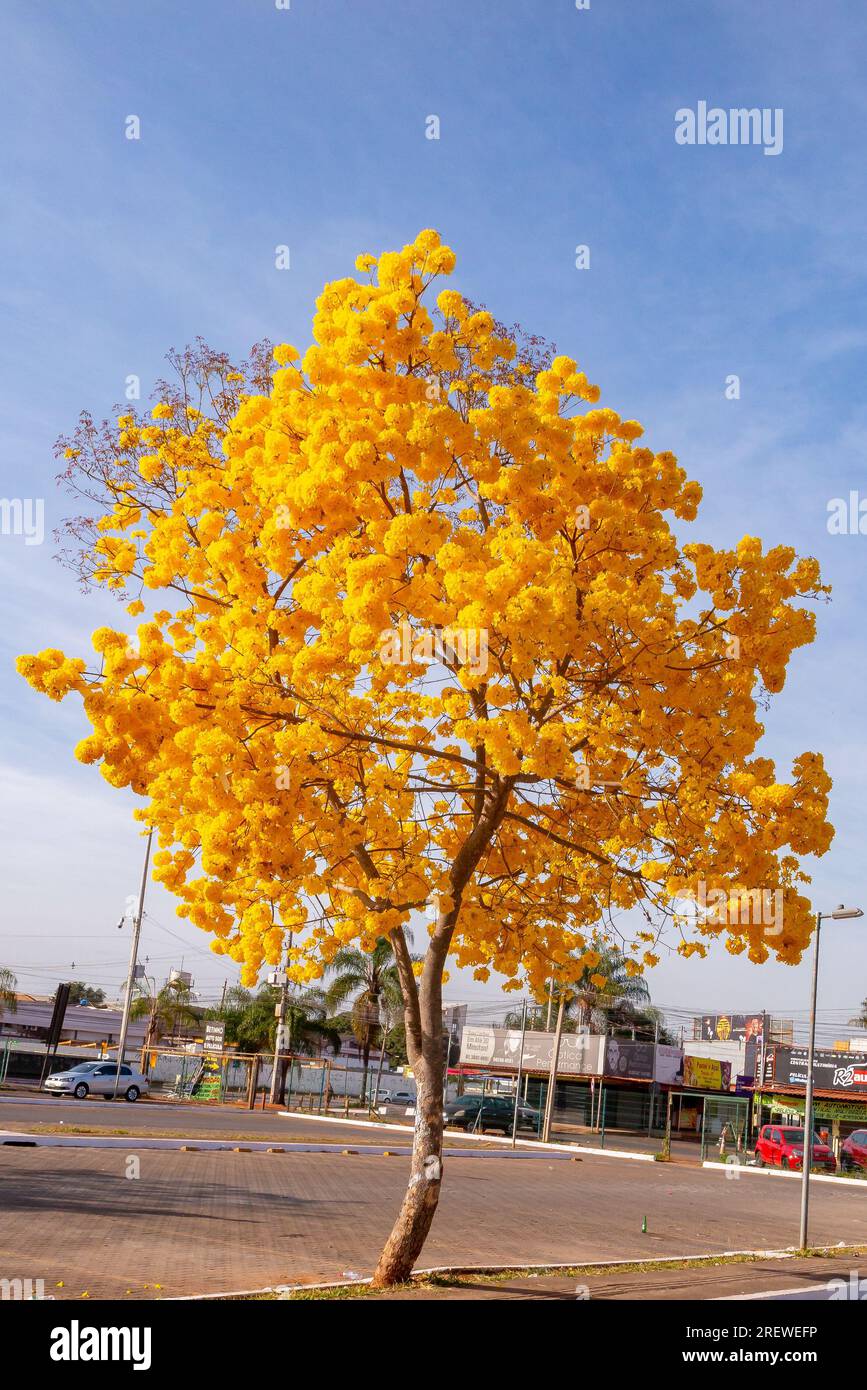 Wonderful yellow ipê tree against blue sky: the Golden Trumpet Tree ...