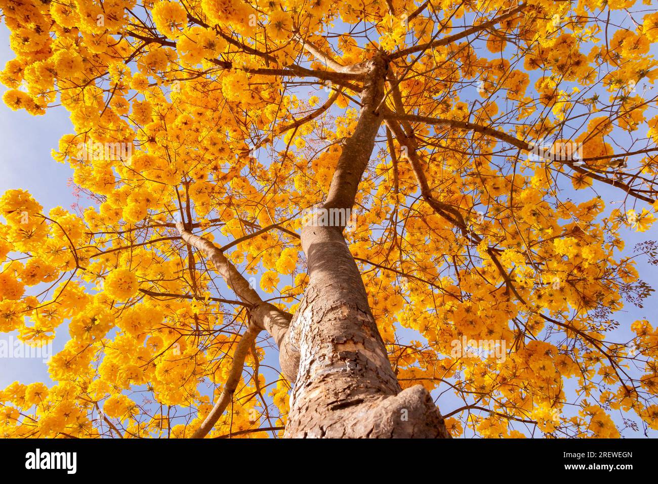 Wonderful yellow ipê tree against blue sky: the Golden Trumpet Tree ...
