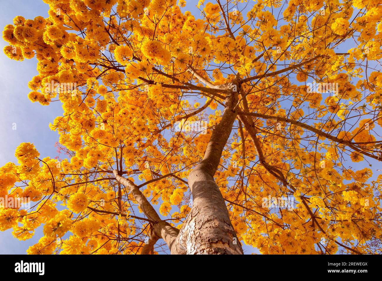 Wonderful yellow ipê tree against blue sky: the Golden Trumpet Tree ...
