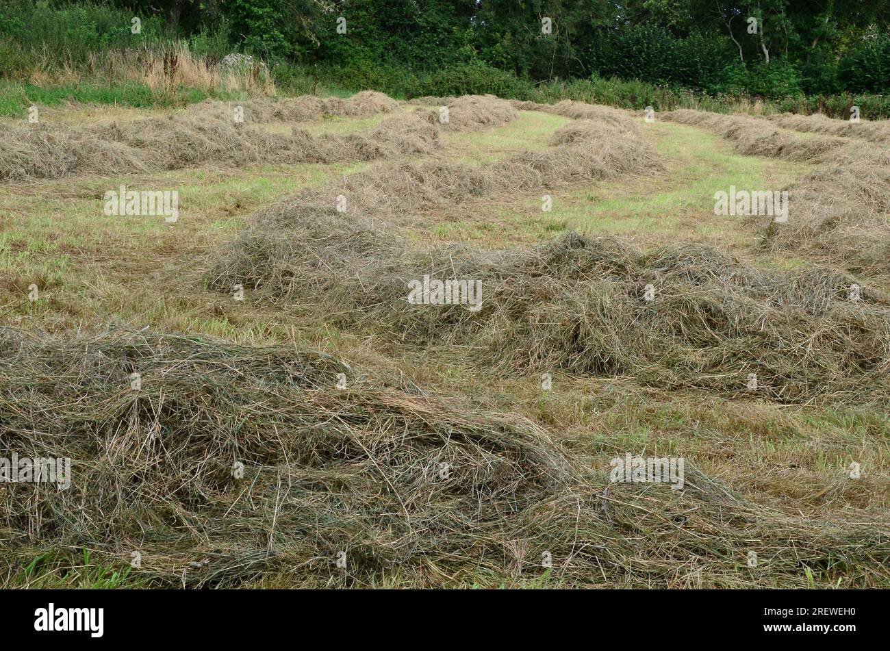 Cut hay ready for baling in West Dorset, August Stock Photo - Alamy