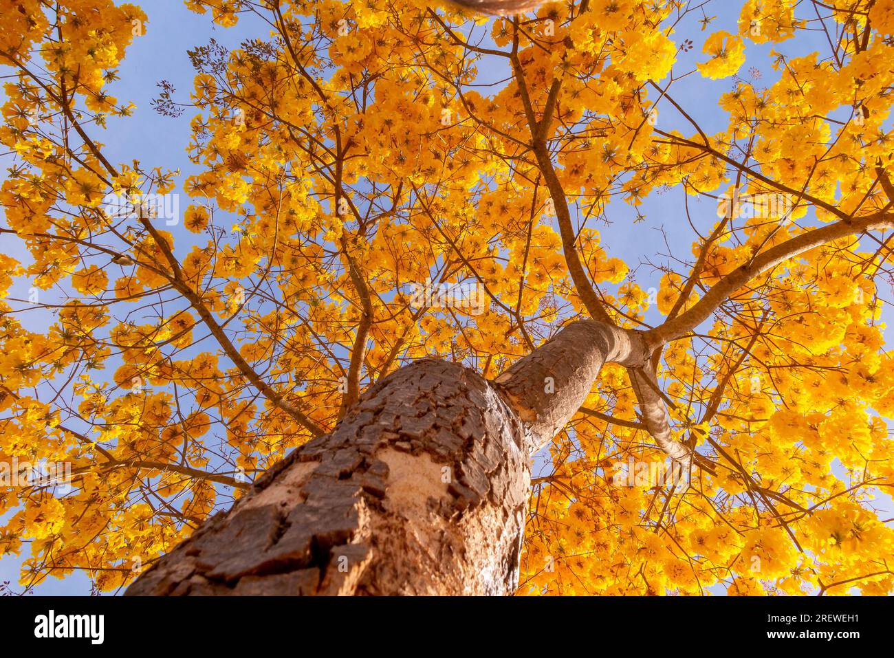 Wonderful yellow ipê tree against blue sky: the Golden Trumpet Tree ...