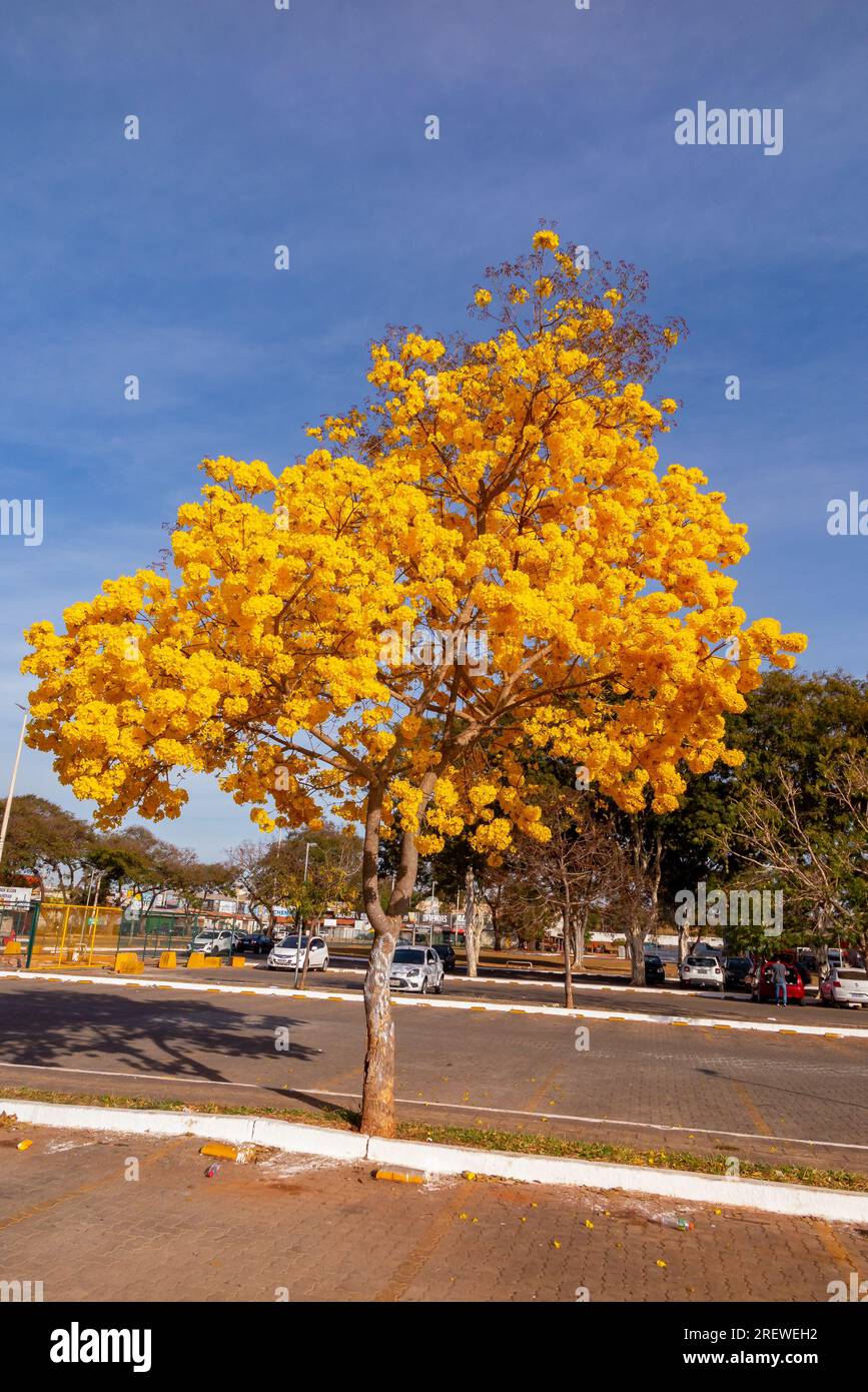 Wonderful yellow ipê tree against blue sky: the Golden Trumpet Tree ...
