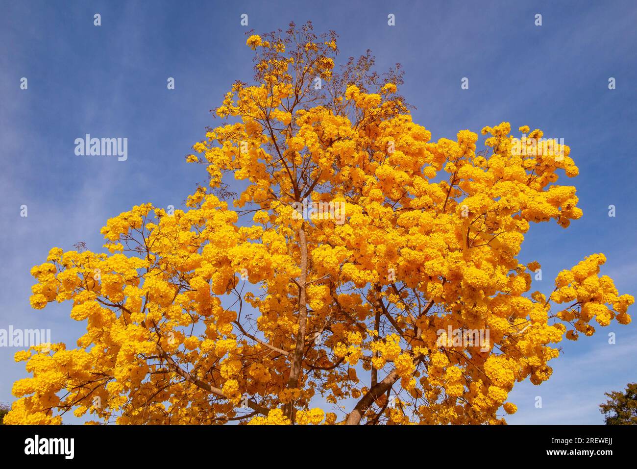 Wonderful yellow ipê tree against blue sky: the Golden Trumpet Tree ...