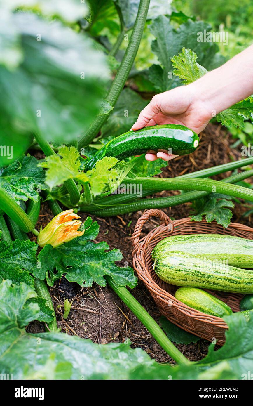 Picking zucchini plant in a basket. Hand picking zucchini. Concept ...