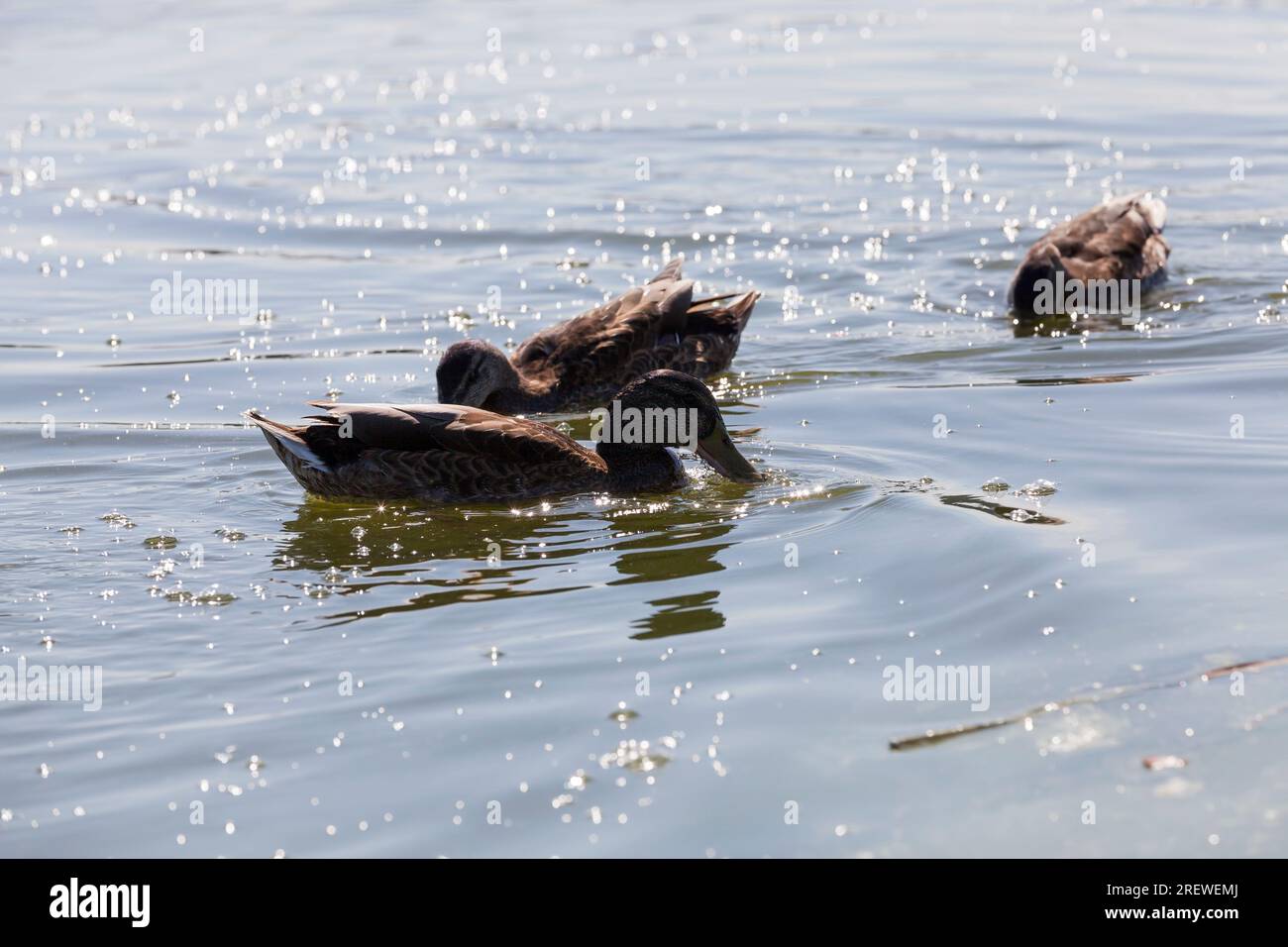 wild birds ducks in their natural habitat, waterfowl in the wild, wild ...