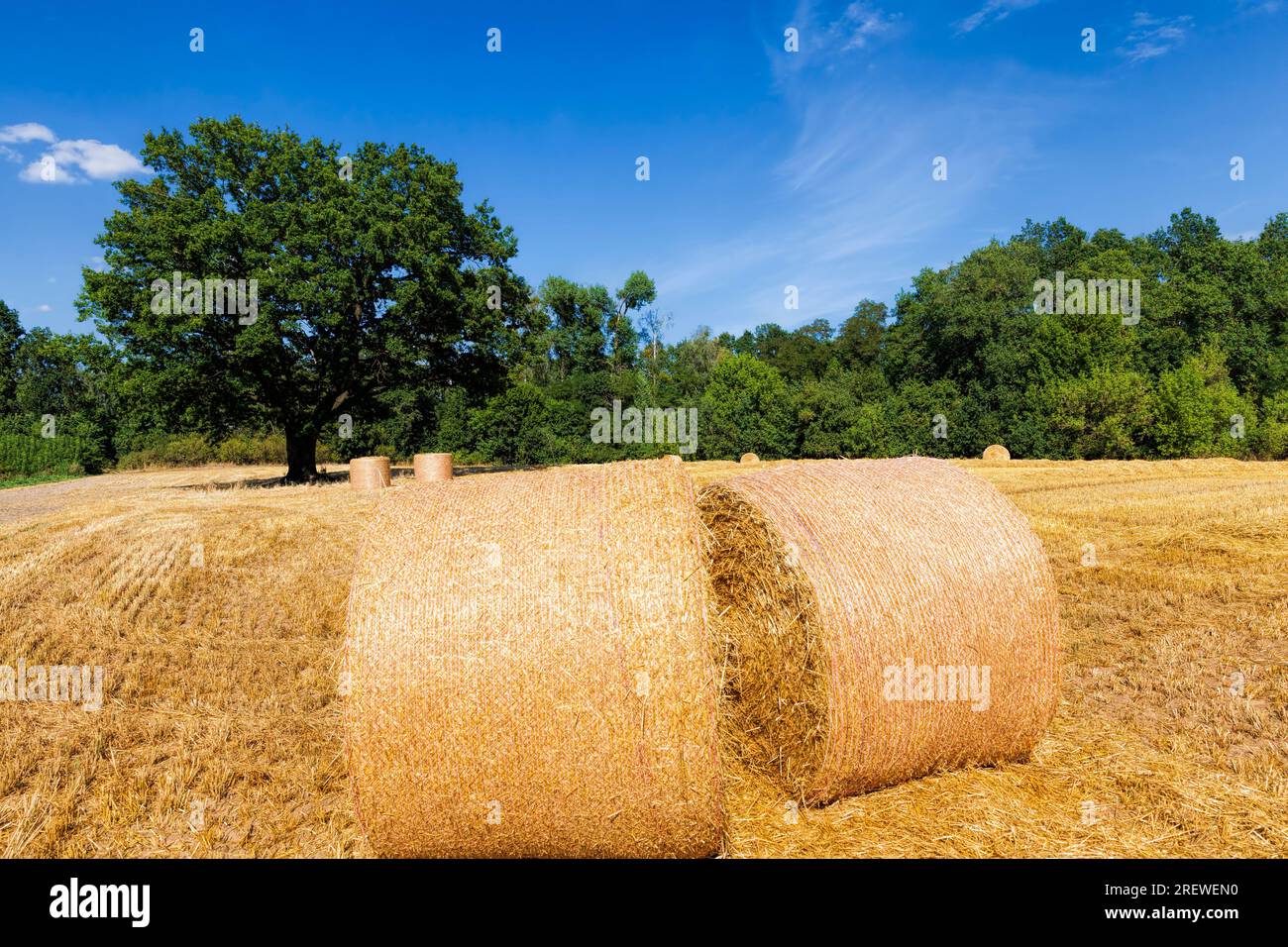 an agricultural field with an oak tree and haystacks after the wheat ...