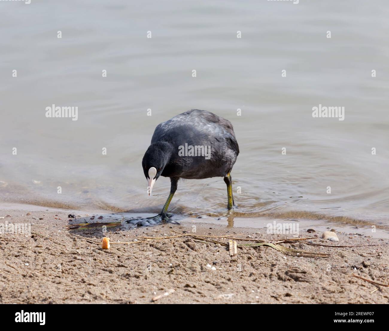 waterfowl on the lake during the spring or summer season, black ...