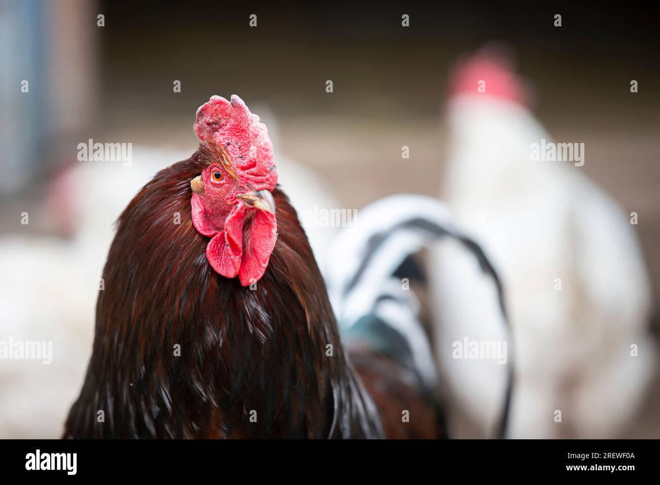 An important black rooster with a red beard and a comb looks at the ...