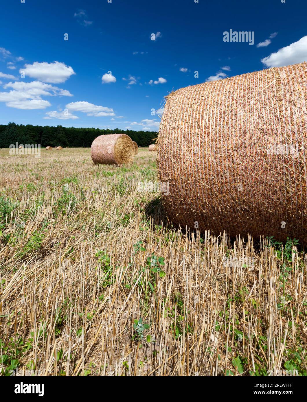 agricultural field with haystacks after harvesting rye, from rye there ...