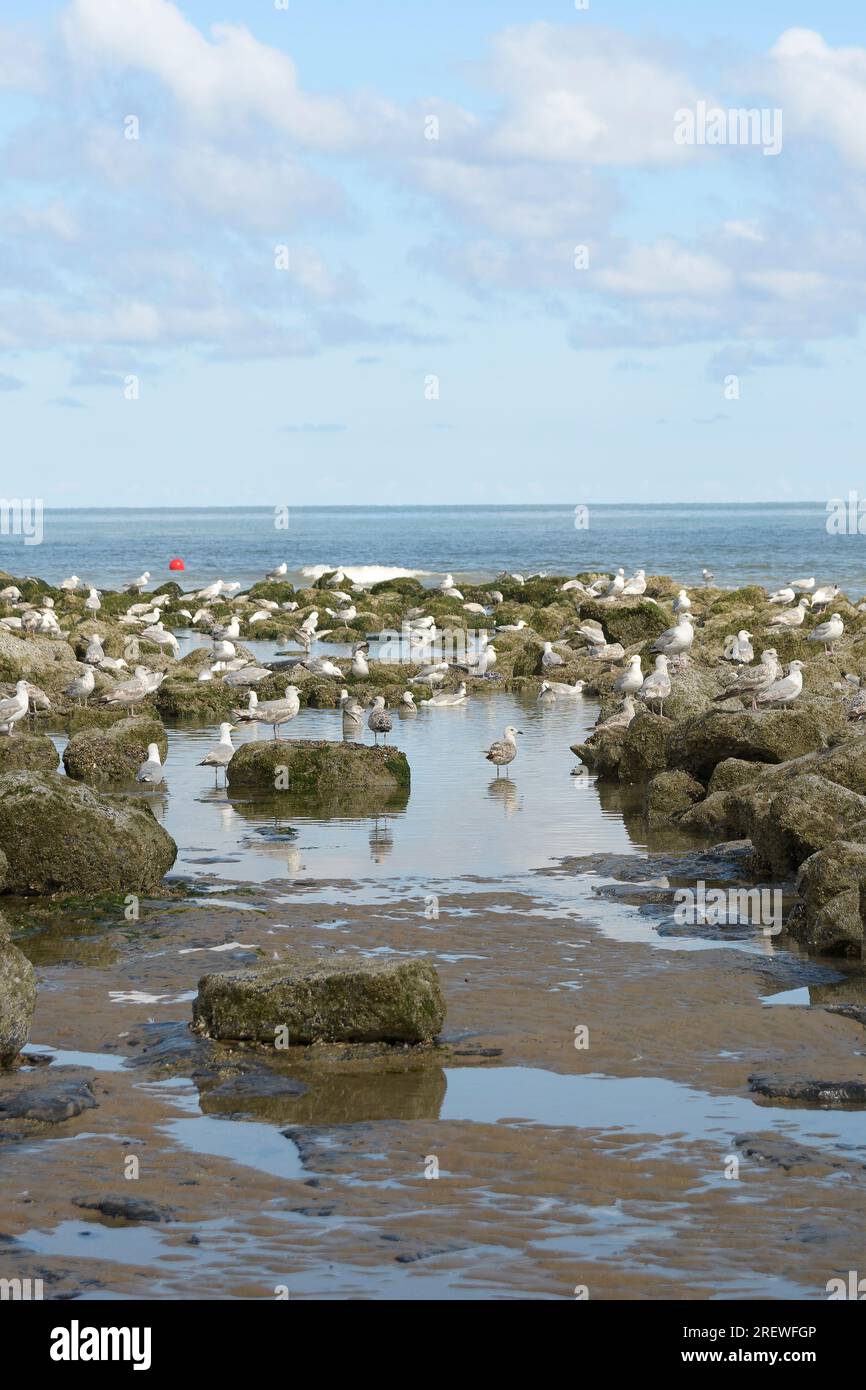 Cluster pier hi-res stock photography and images - Alamy