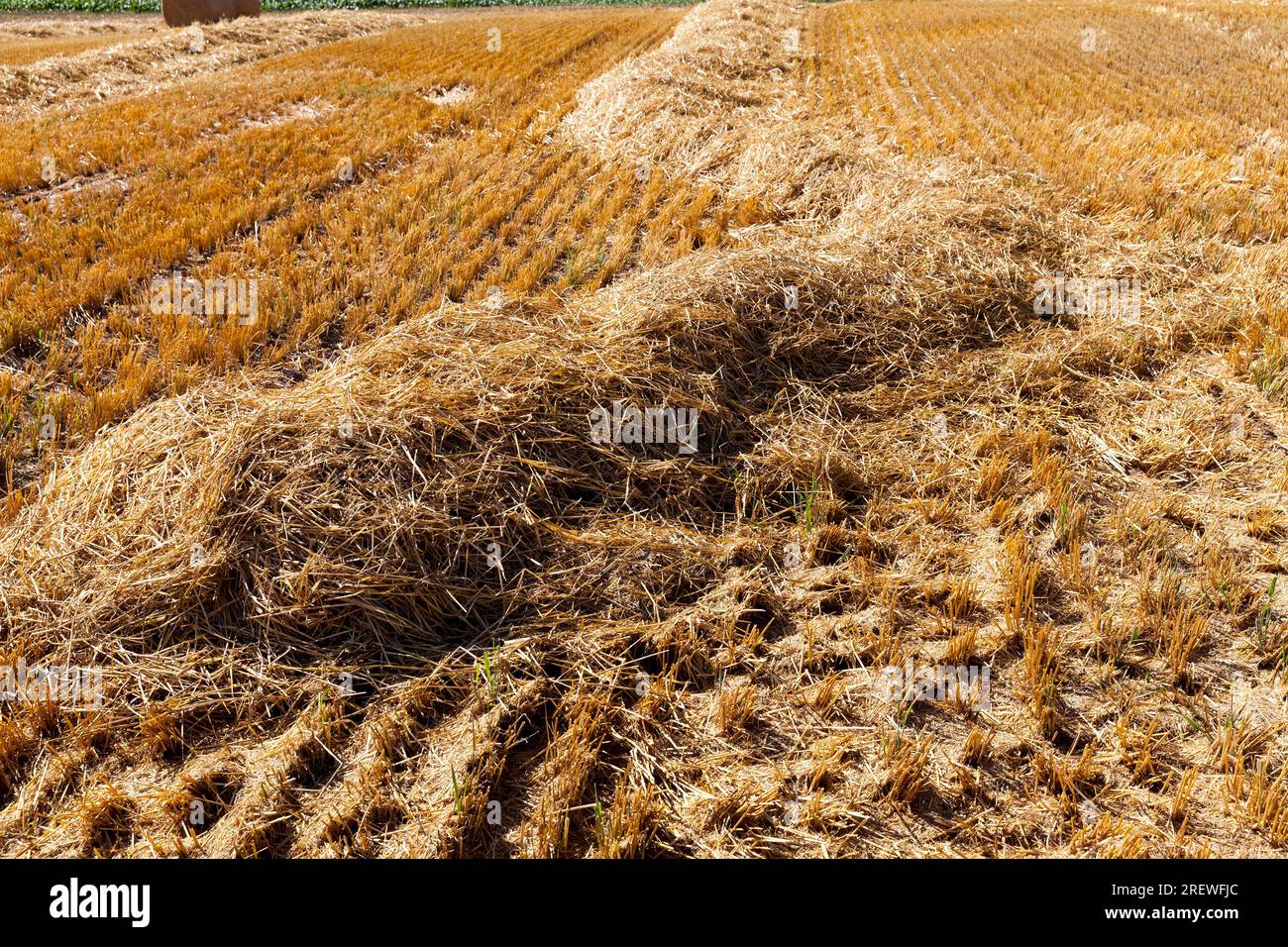 straw on agricultural land after harvesting and receiving a large ...