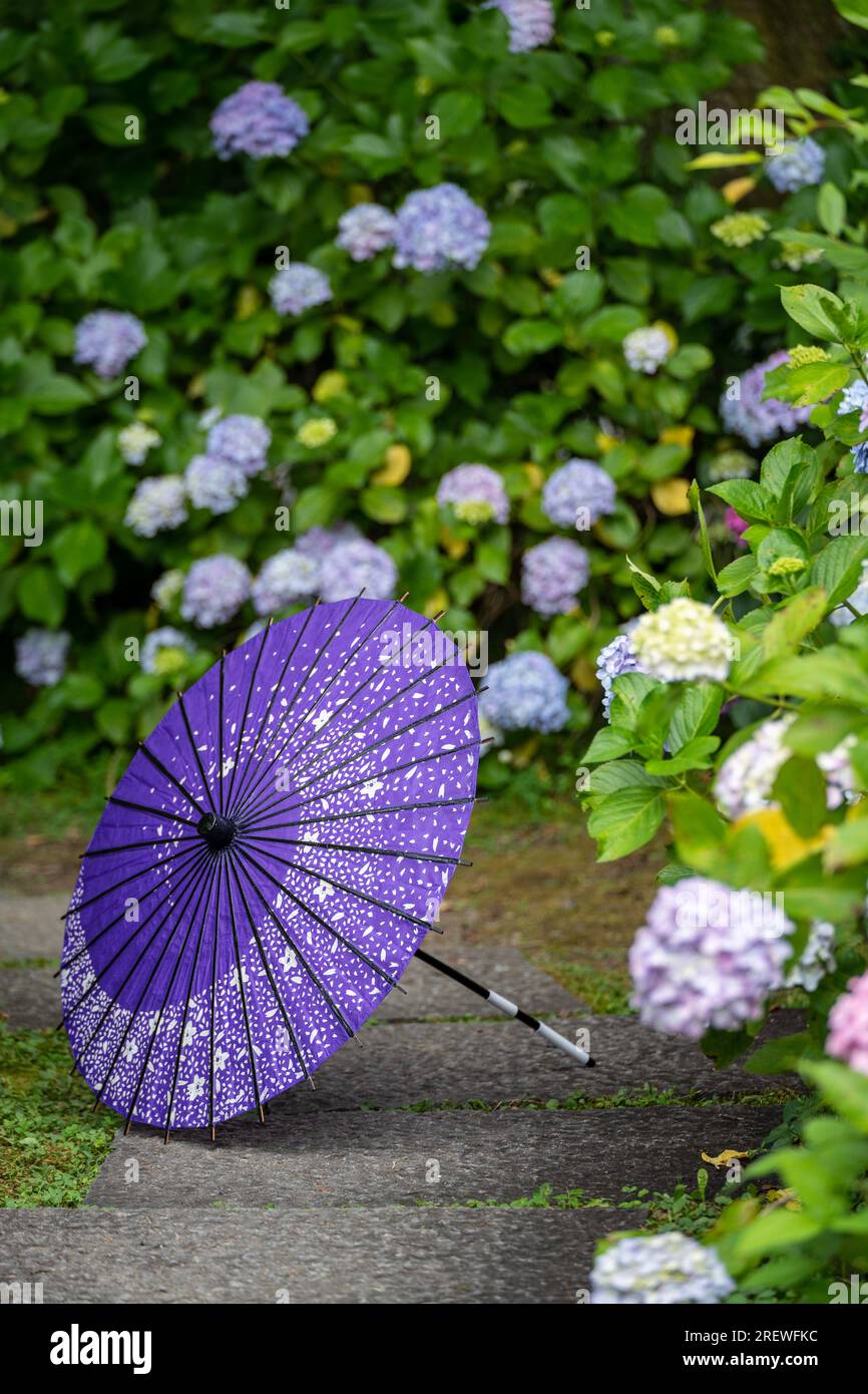 Japanese traditional oil paper umbrella and Hydrangea macrophylla ...