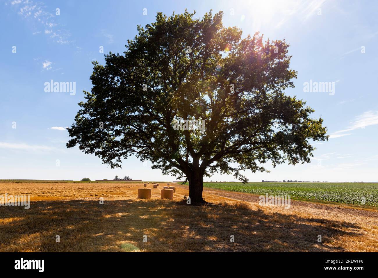 deciduous oak tree grows in an agricultural field with wheat, oak with ...