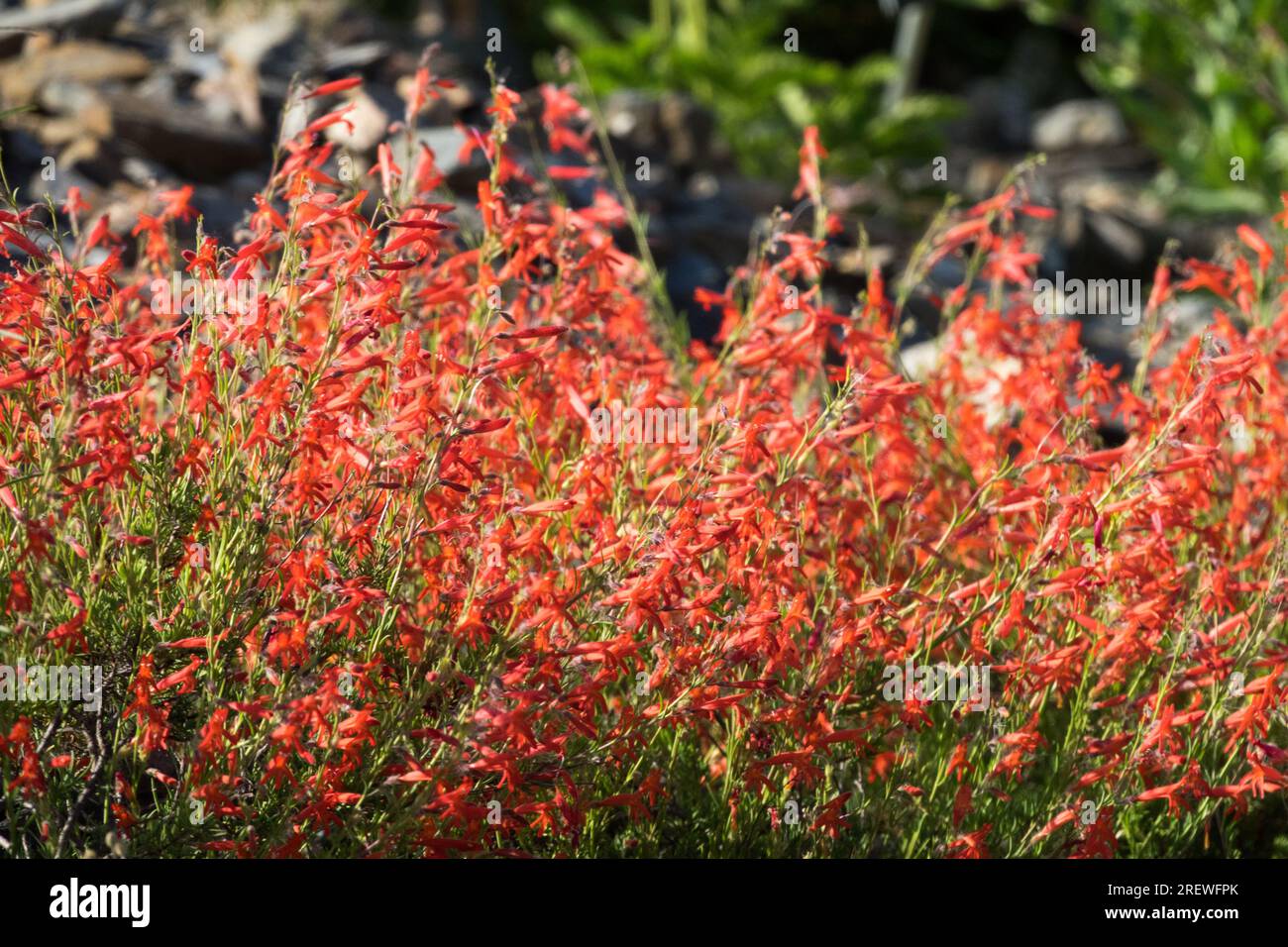 Penstemon Pinifolius