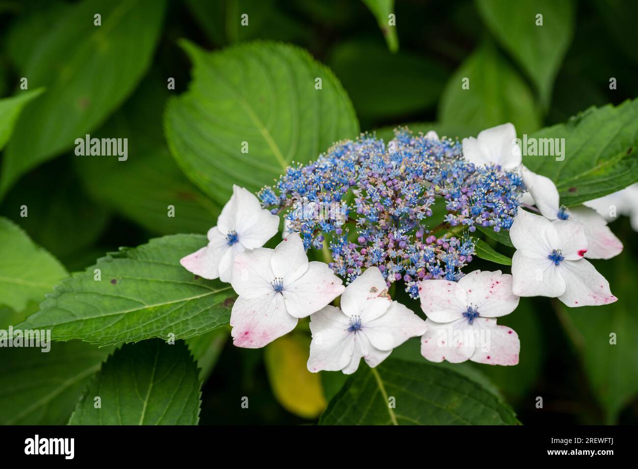Close-up Hydrangea macrophylla flower in full blooming in the garden ...