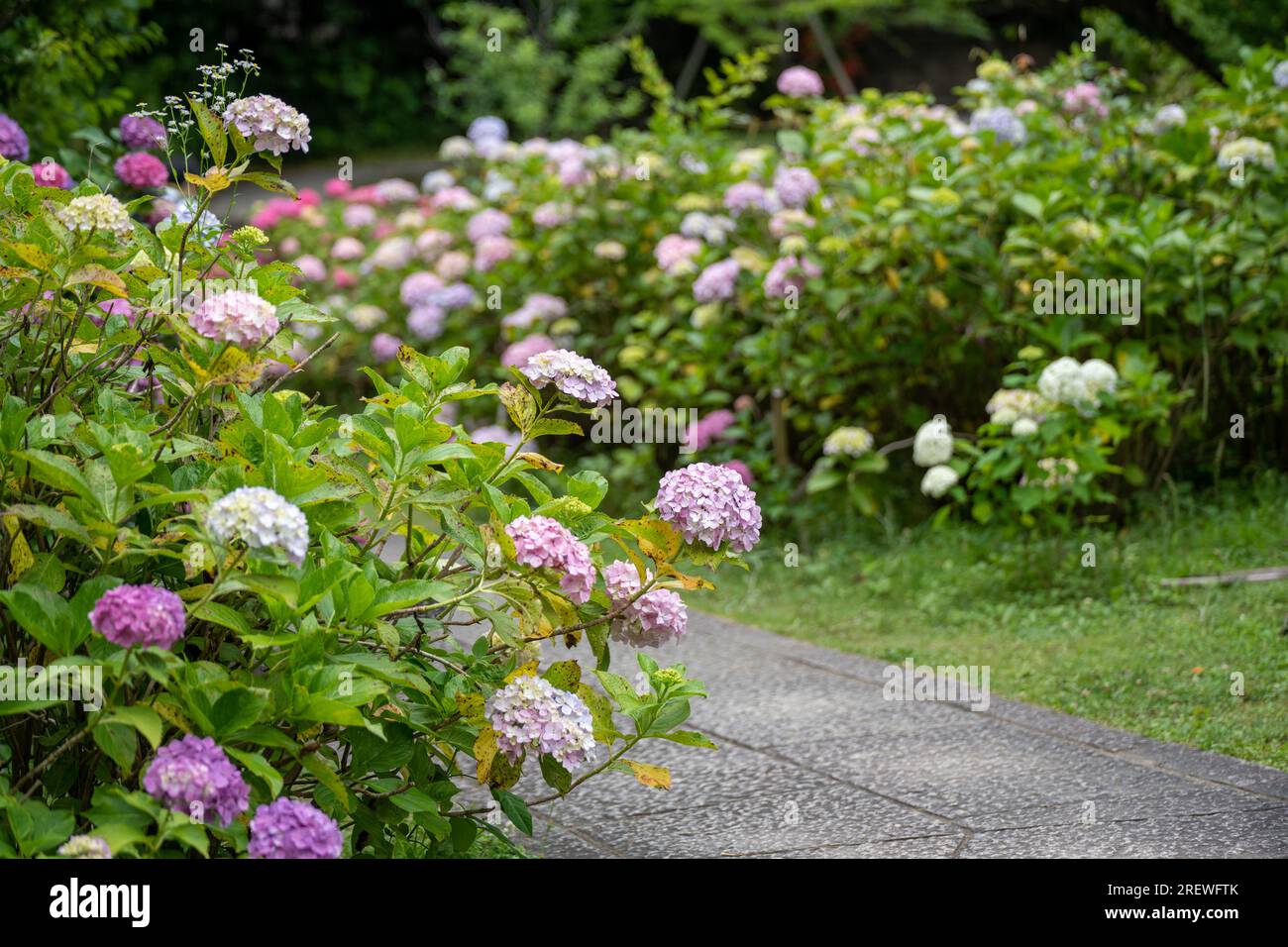 Hydrangea macrophylla flowering shrubs and bushes in the garden path ...