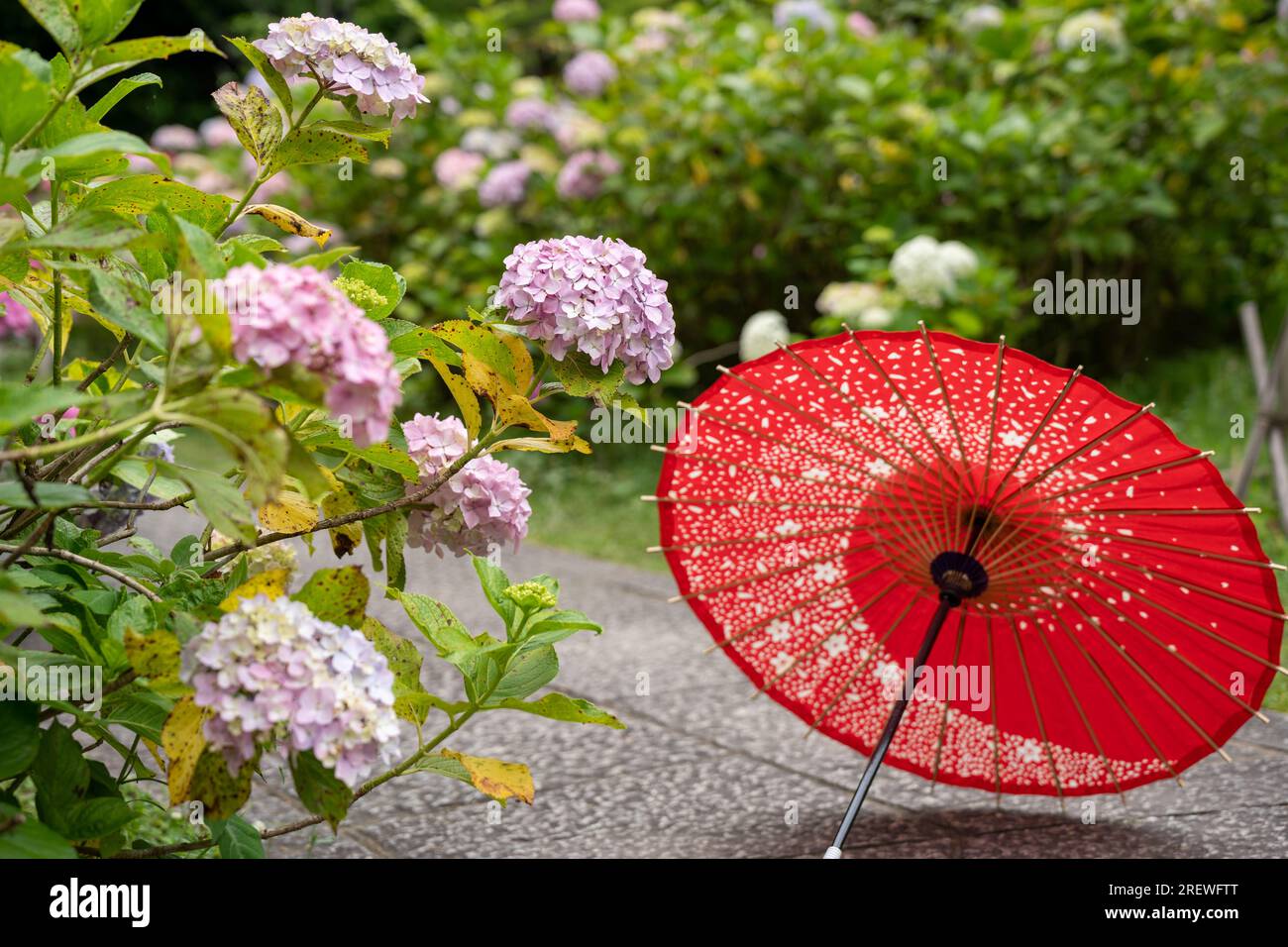 Hydrangea japan bushes hi-res stock photography and images - Alamy