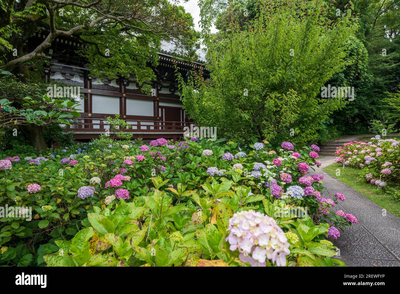 Colorful Hydrangeas in Chishaku-in (Chishakuin) Temple Garden ...
