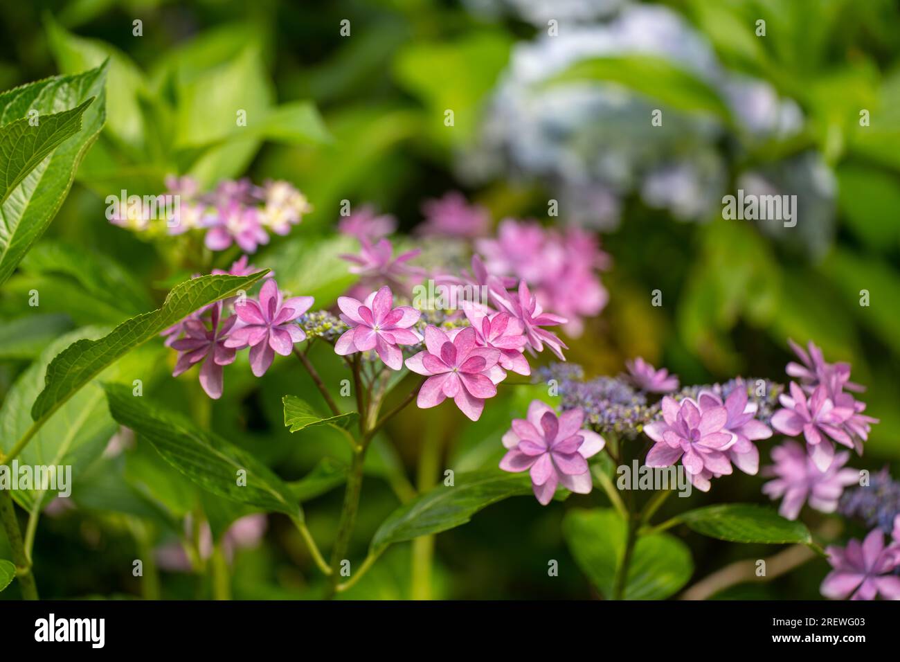 Close-up Hydrangea macrophylla flower in full blooming in the garden ...