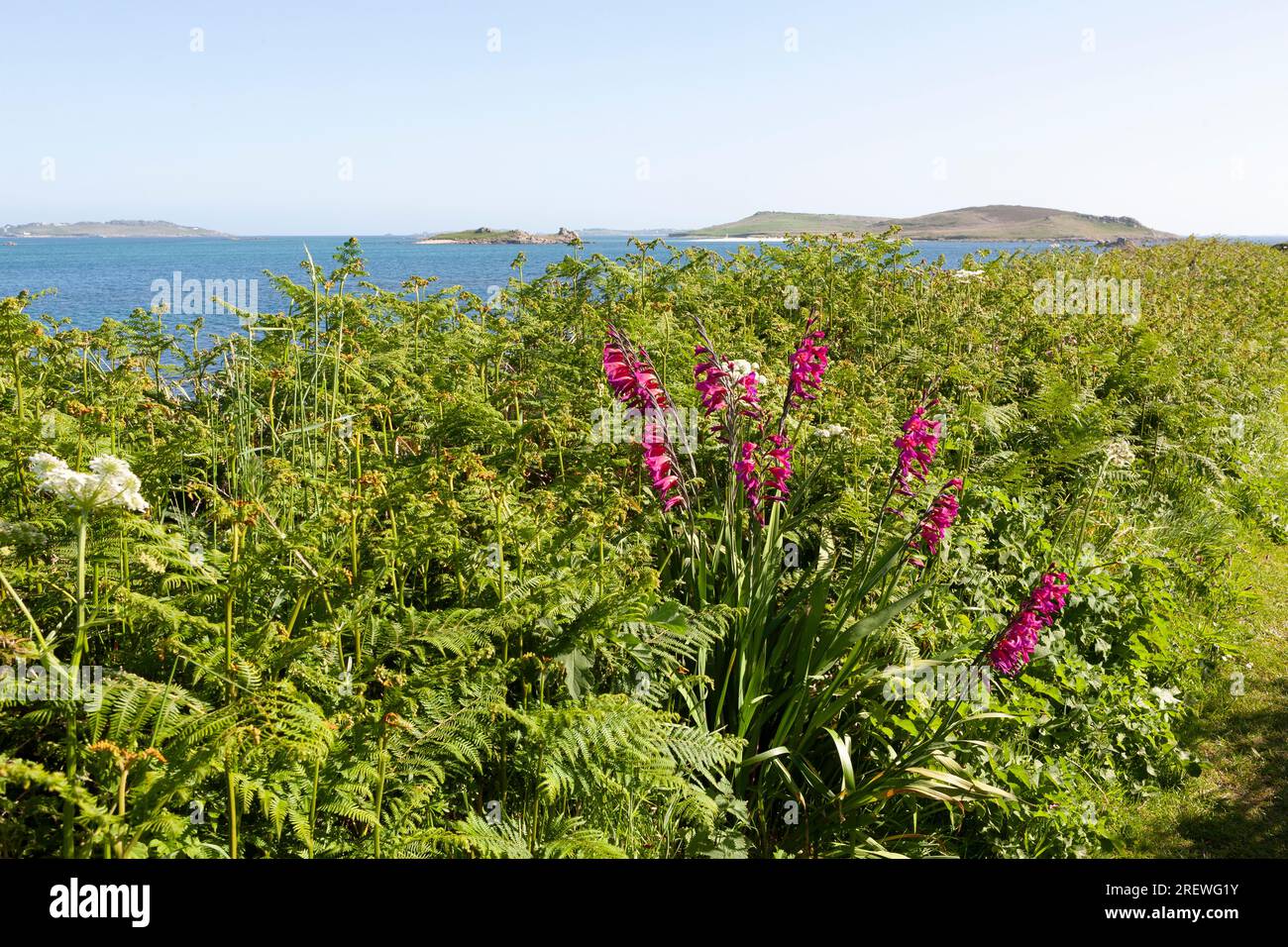 Bryher scilly puffin hi-res stock photography and images - Alamy