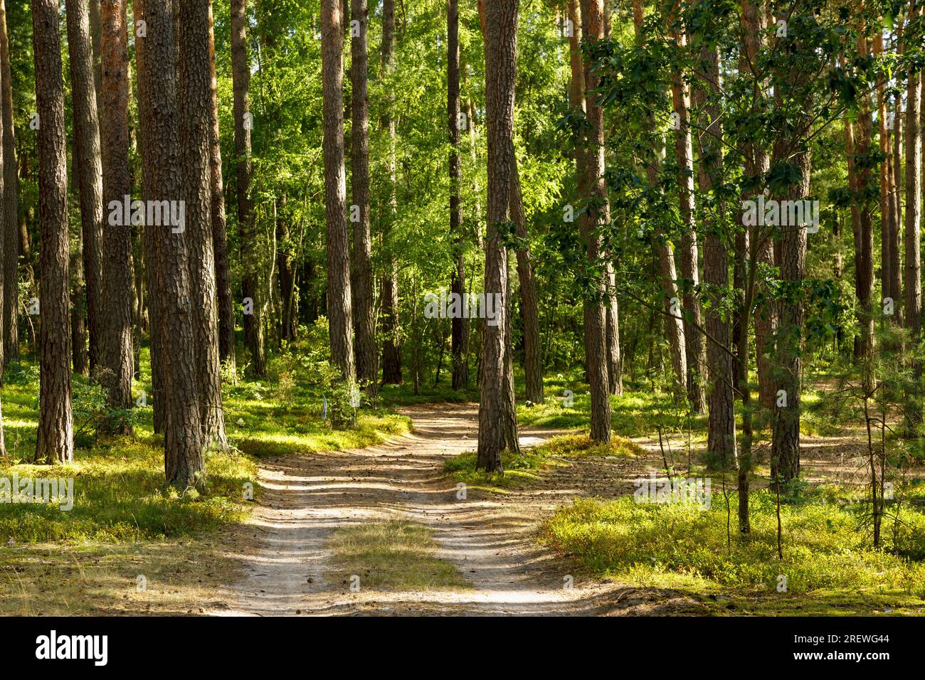 Forest landscape. Coniferous sunshine forest with pine trees and path. Forest background, nature ...