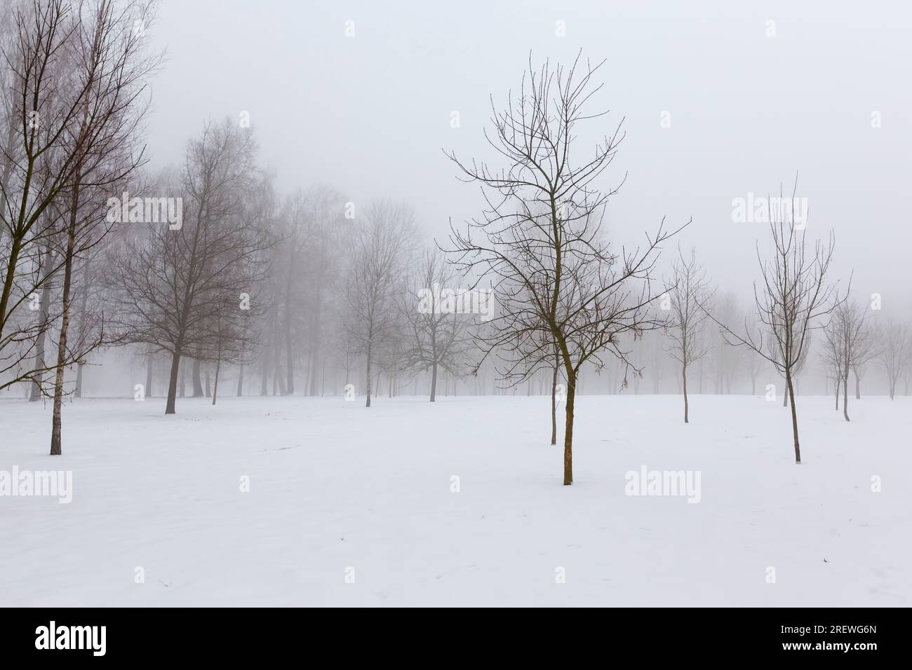 trees in winter in haze, winter fogs and trees and other plants, snow ...