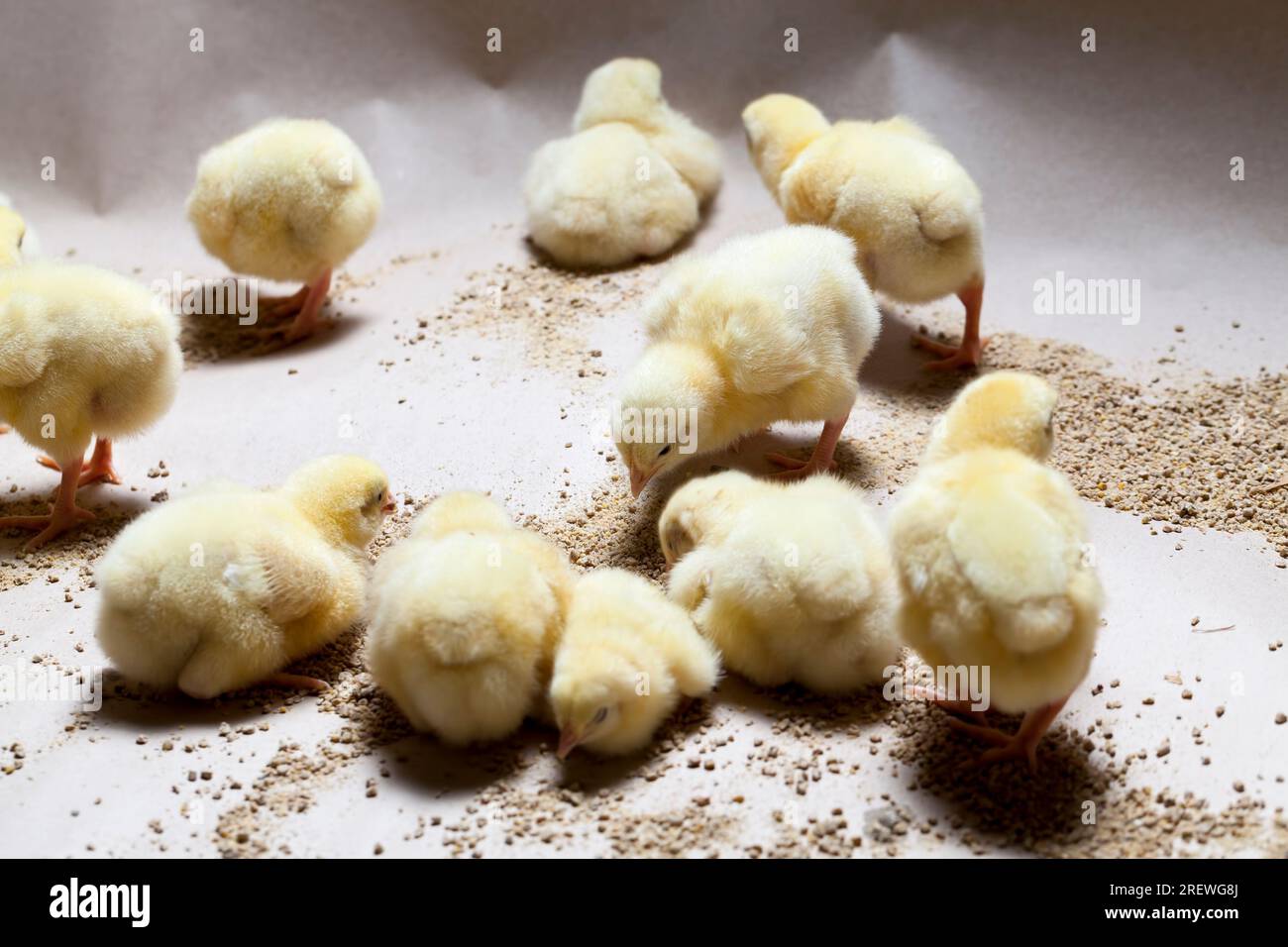 genetically modified white meat chicken in a poultry farm, grown as a ...