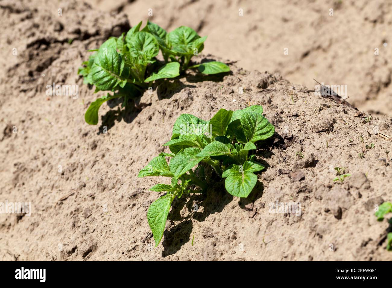 agricultural field where breeding varieties of potato plants are grown ...