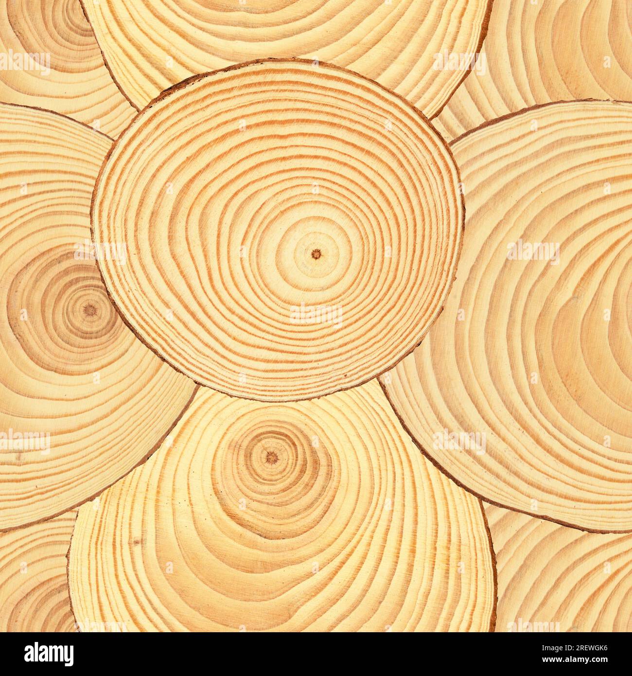 Tree rings count age tree hi-res stock photography and images - Alamy