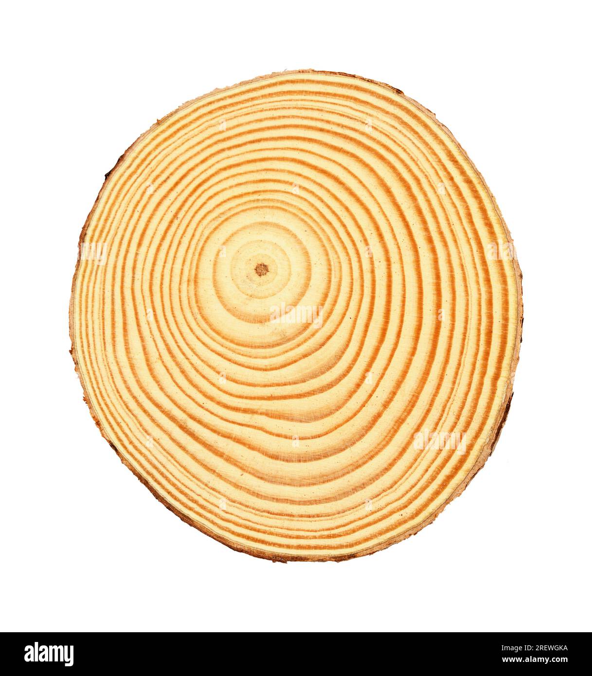 round cut through a trunk of a small tree with year rings visible Stock ...