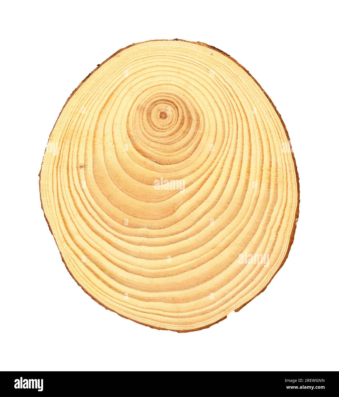 round cut through a trunk of a small tree with year rings visible Stock ...