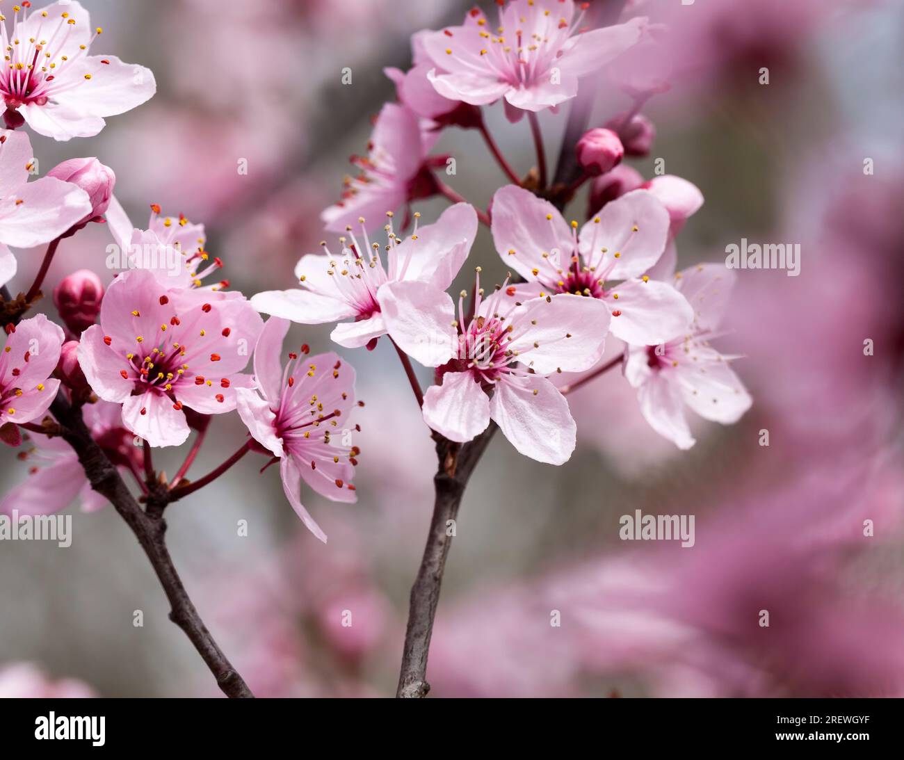 bright beautiful flowers of red cherry blossom in the orchard ...