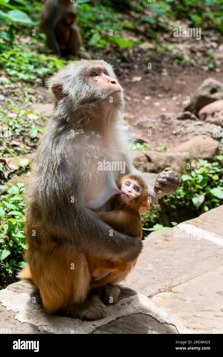 China yunnan wildlife hi-res stock photography and images - Alamy