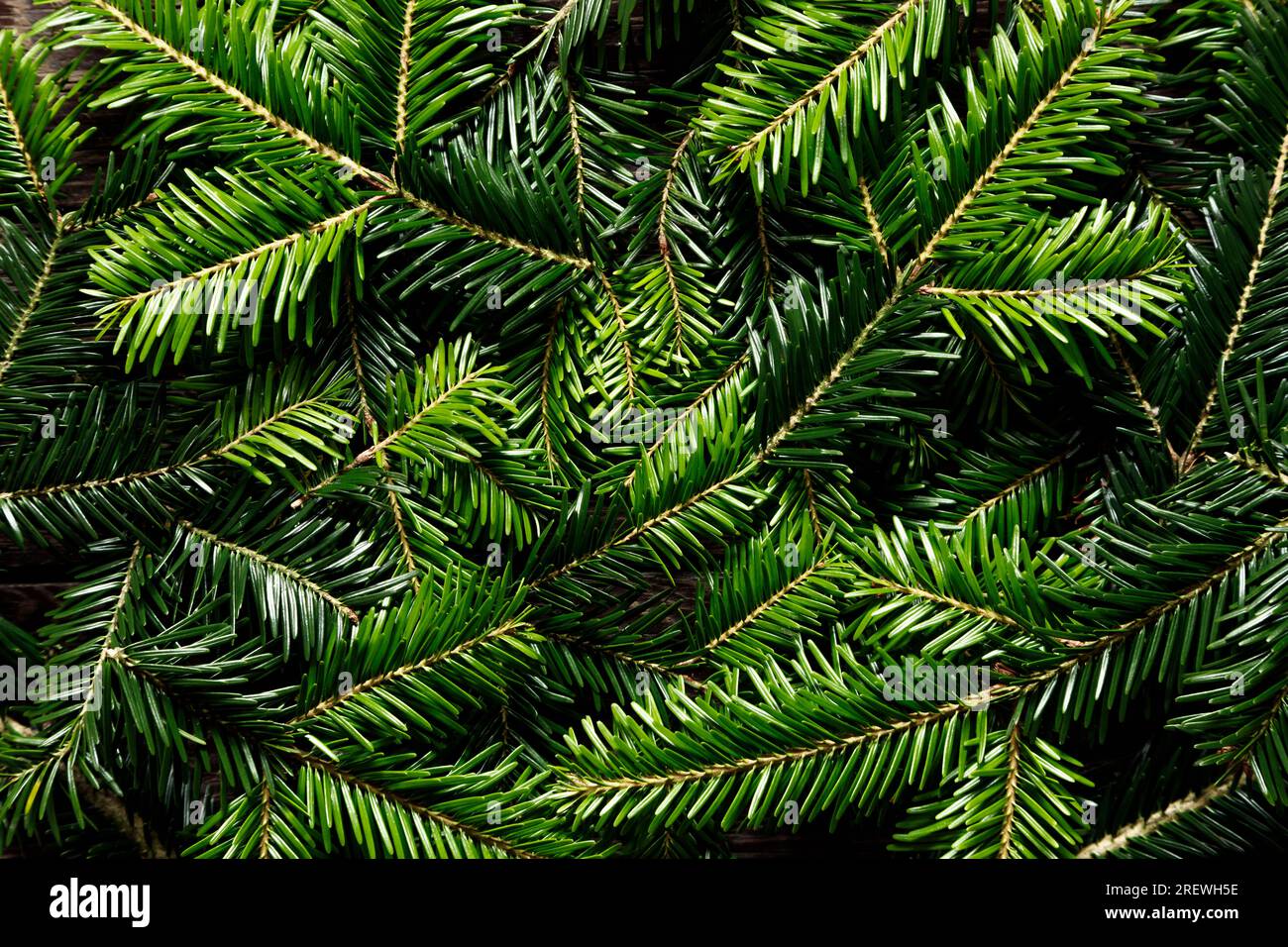 Tree braches hi-res stock photography and images - Alamy