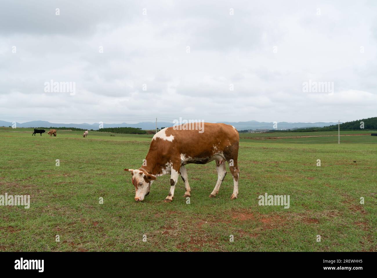 Cows and grassland. Photo in Yunnan, China Stock Photo - Alamy