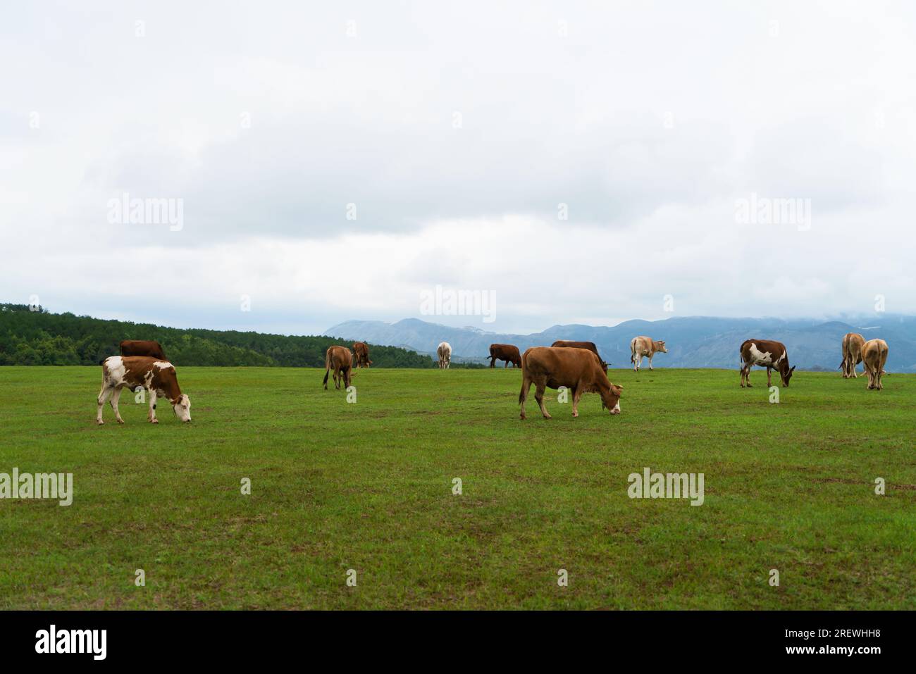 Cows and grassland. Photo in Yunnan, China Stock Photo - Alamy