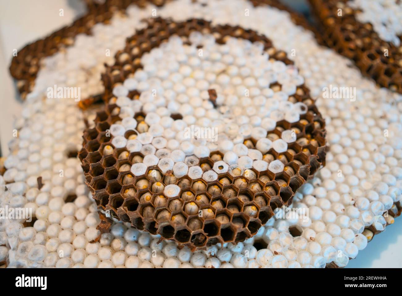 A hive of wasps in closeup view. Photo in Yunnan, China Stock Photo - Alamy