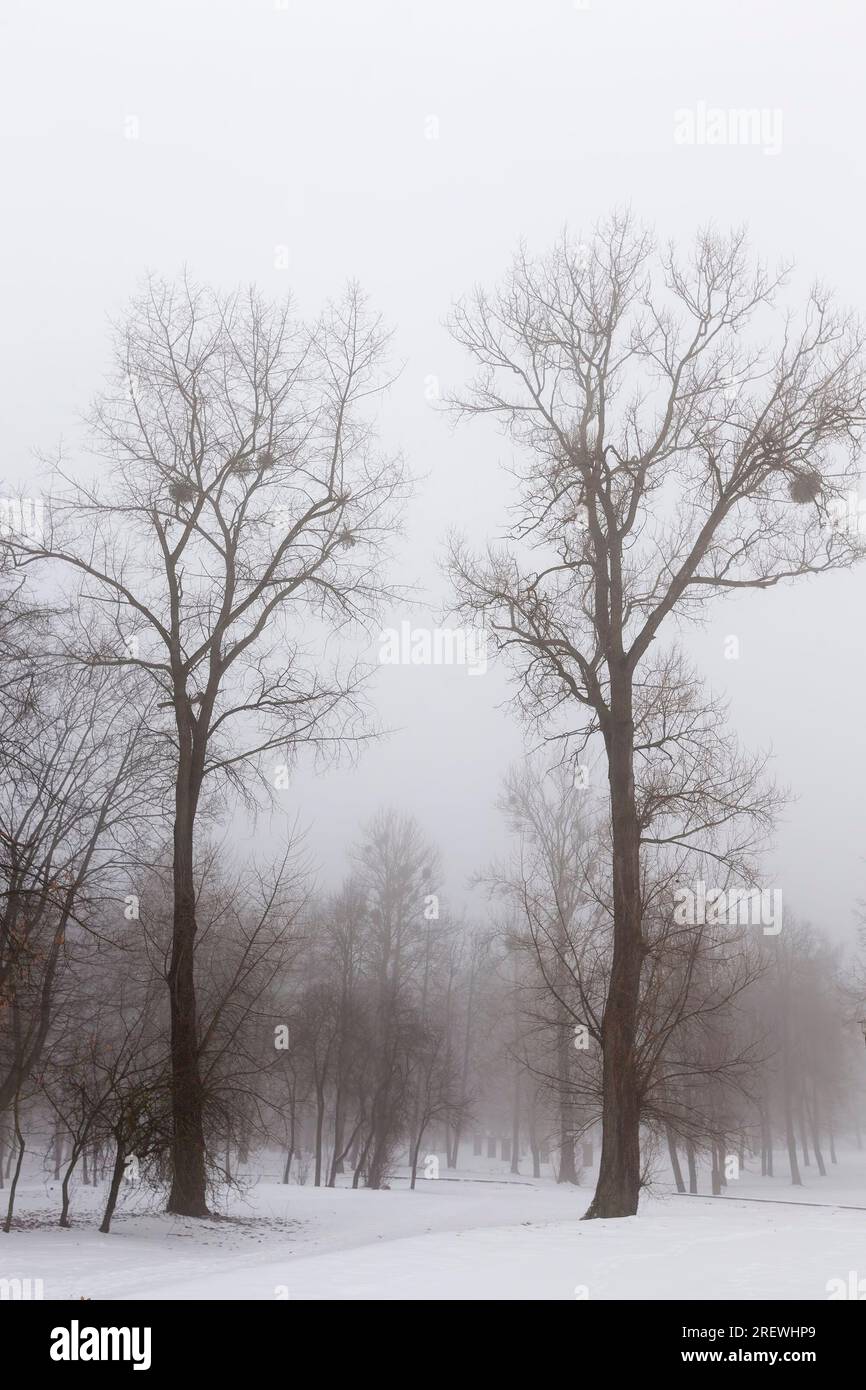 trees in winter in haze, winter fogs and trees and other plants, snow ...