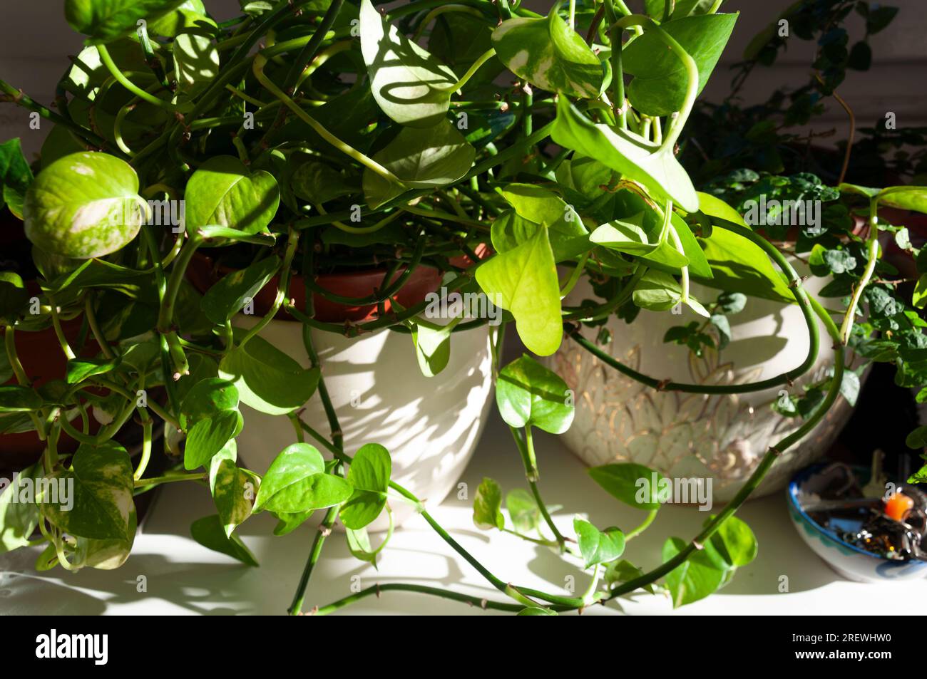 Poto planta hi-res stock photography and images - Alamy
