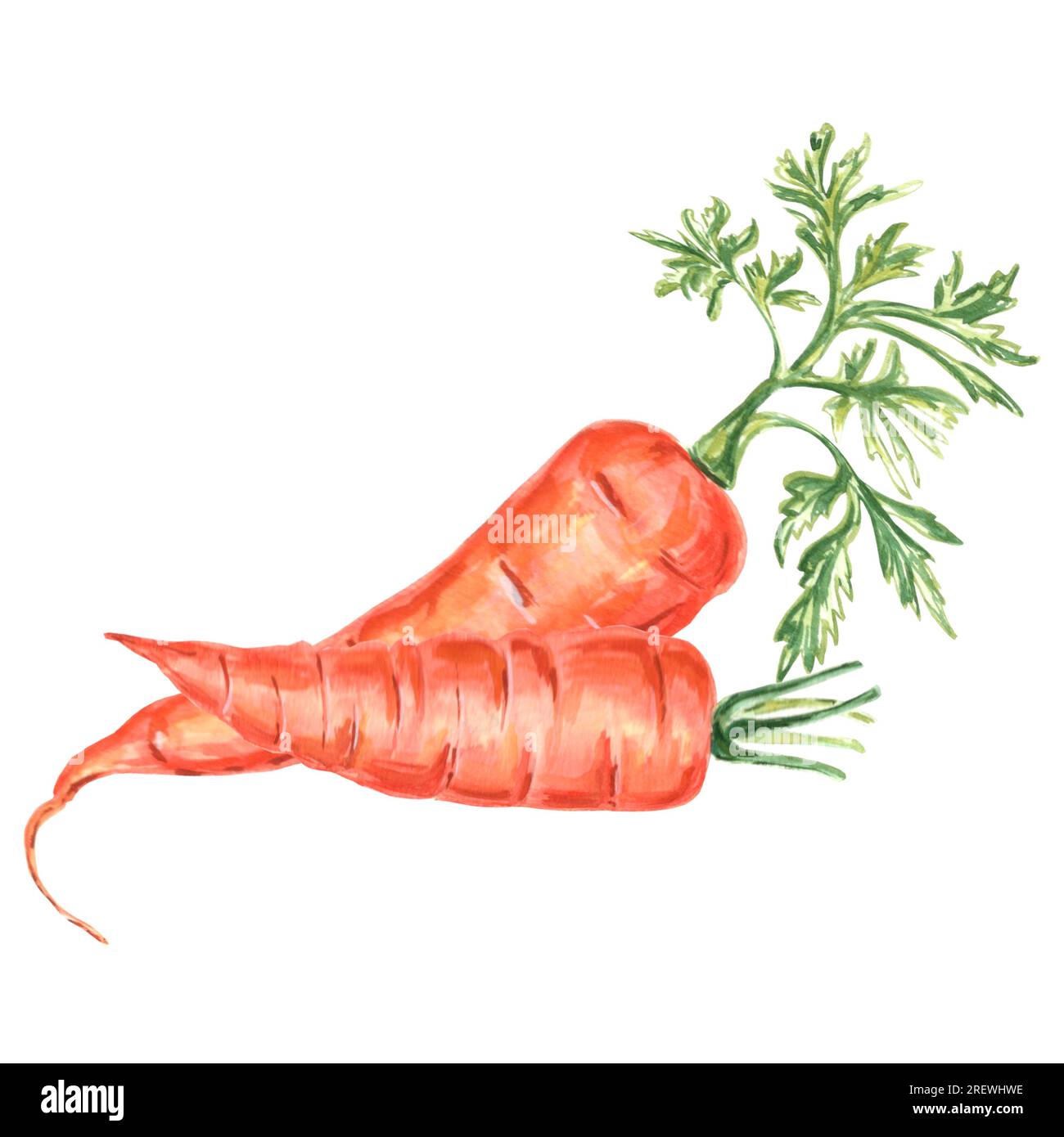Watercolor illustration of carrots. Hand drawn watercolor illustration ...