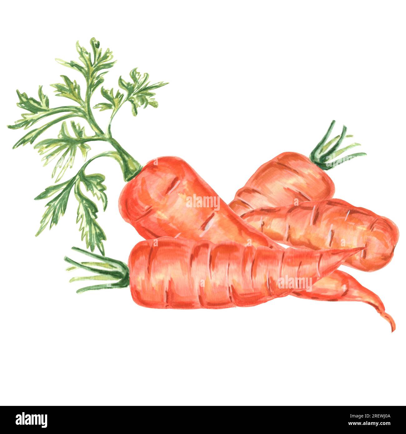 Watercolor illustration of carrots. Hand drawn watercolor illustration ...