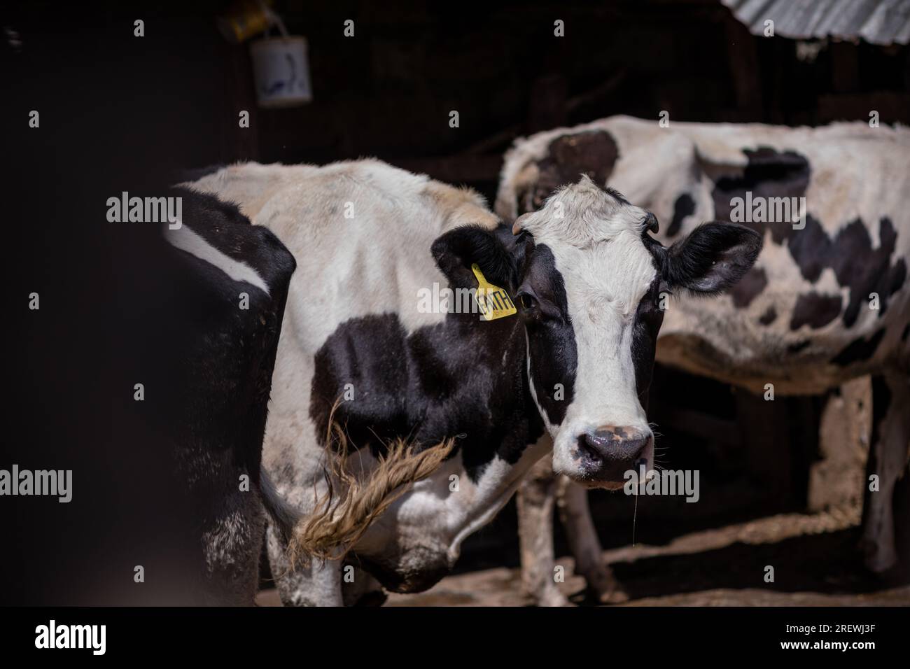 Zero grazing milk meat cattles cow resting in the shade Stock Photo - Alamy