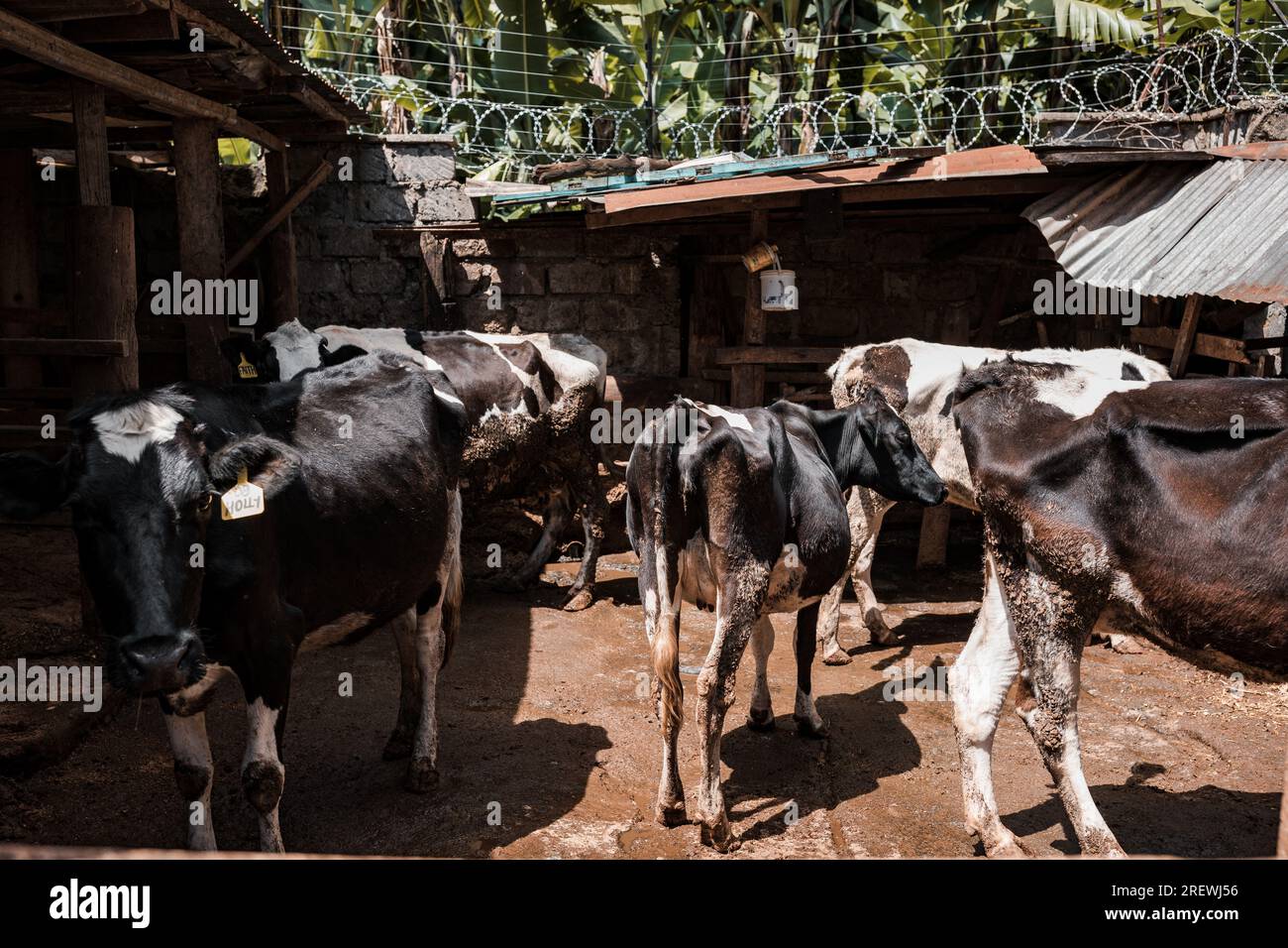 Zero grazing milk meat cattles cow resting in the shade Stock Photo - Alamy